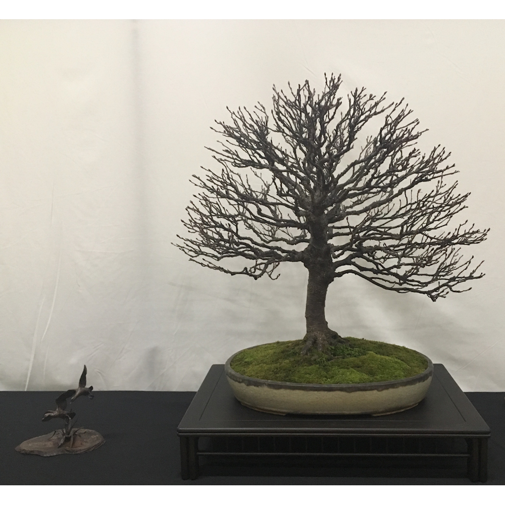 Bonsai Gallery - British Bonsai