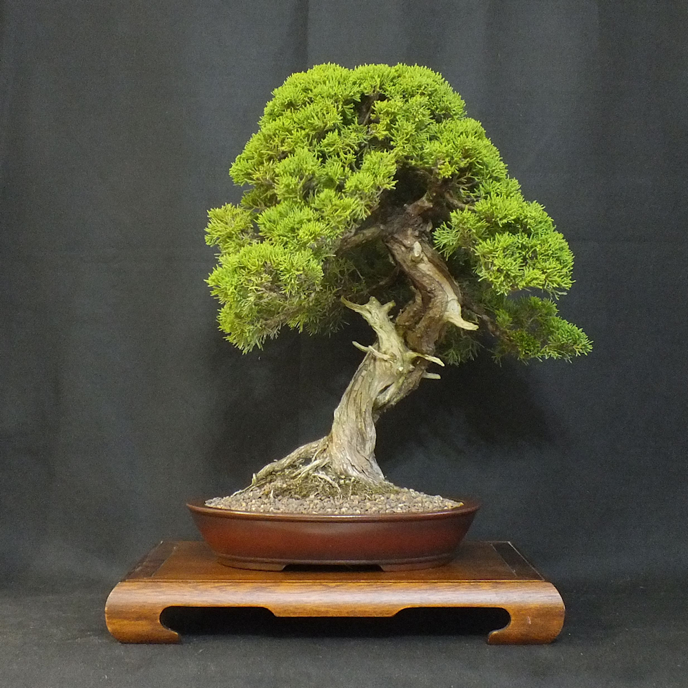 Bonsai Gallery - British Bonsai