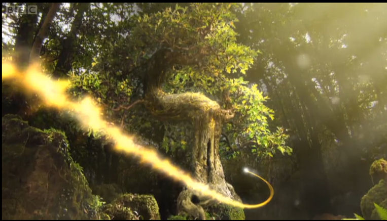 BBC - Tree Fu Tom - British Bonsai