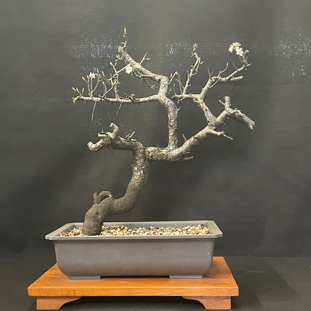 Yamadori Blackthorn Bonsai Tree - BT115 - British Bonsai