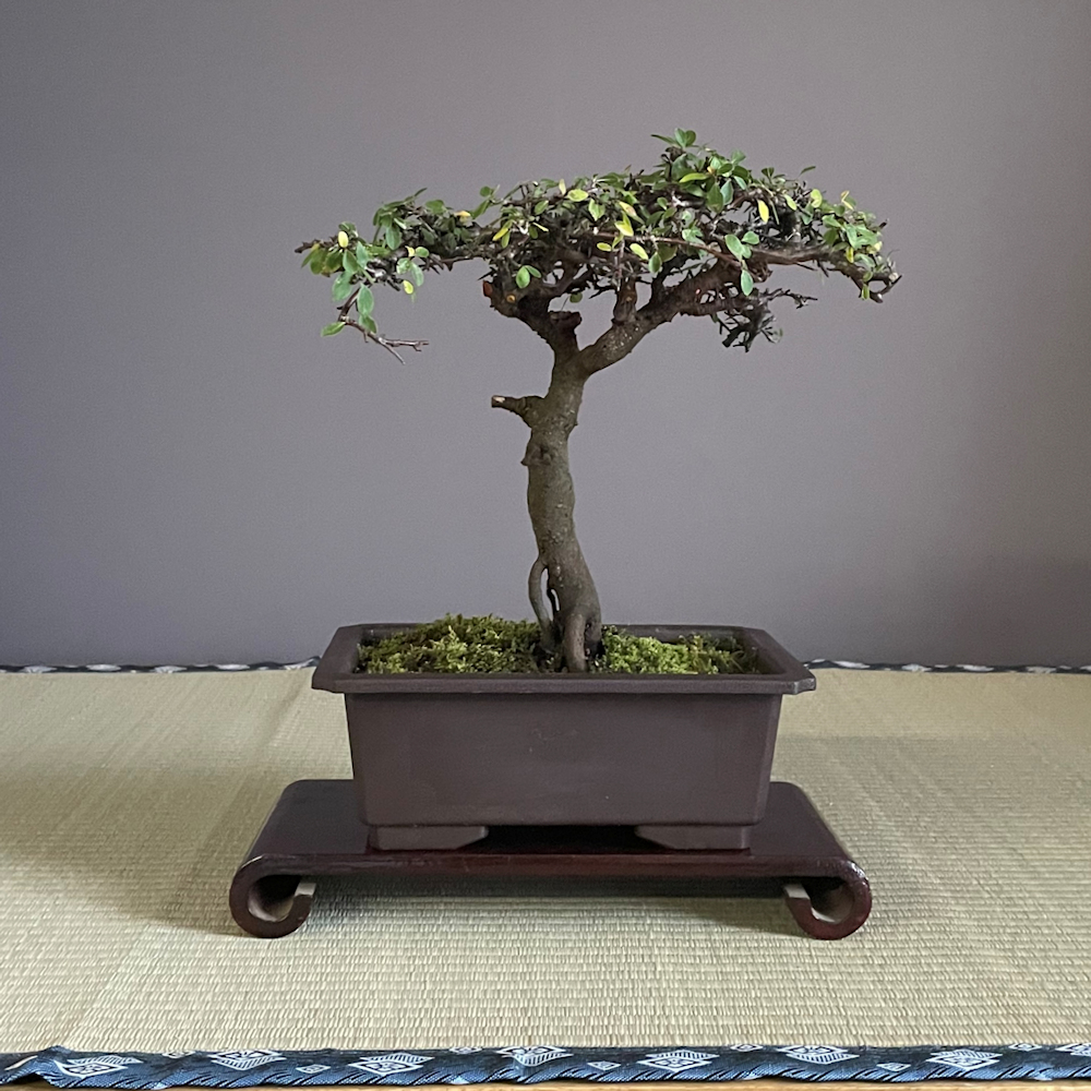 All Bonsai Trees - British Bonsai