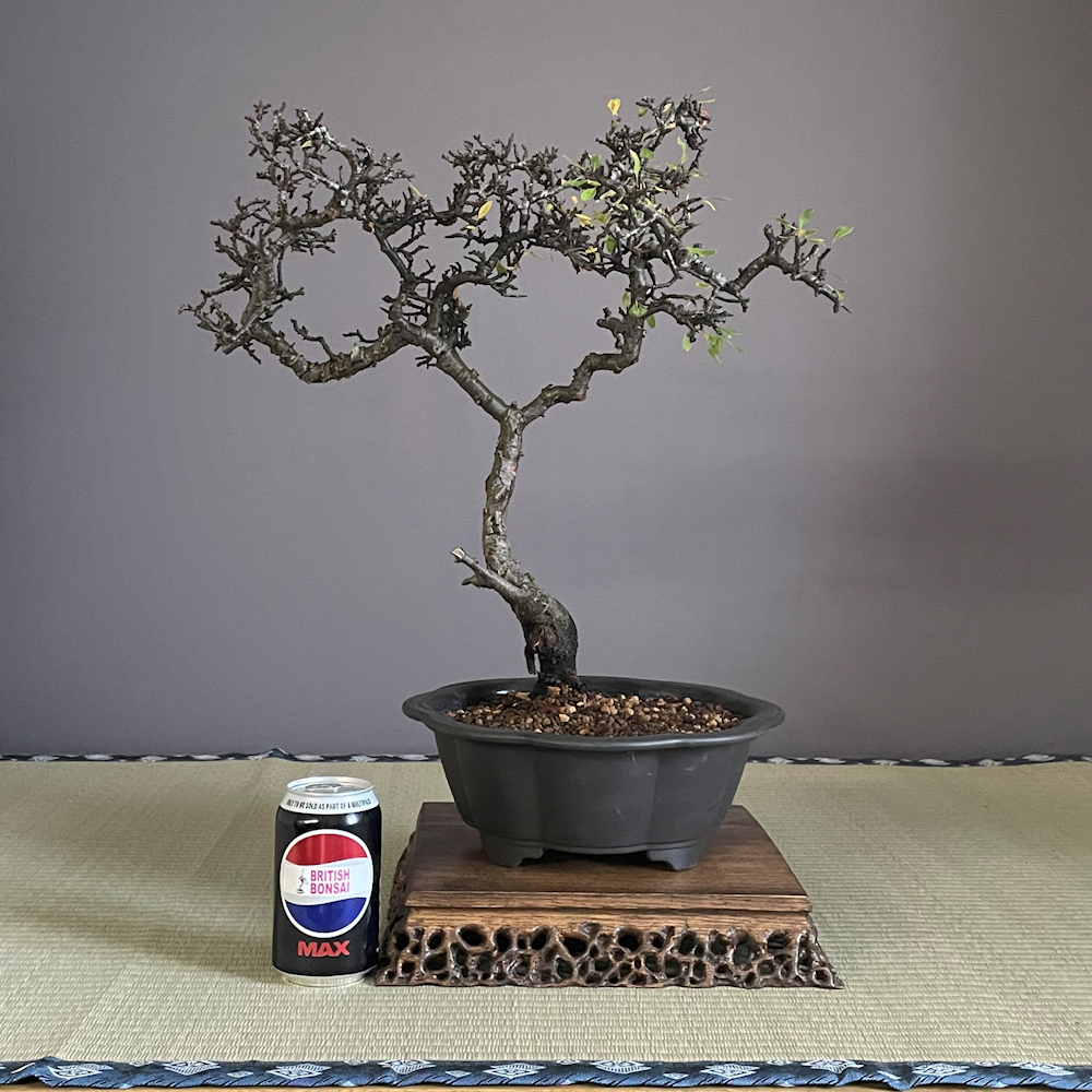 All Bonsai Trees - British Bonsai