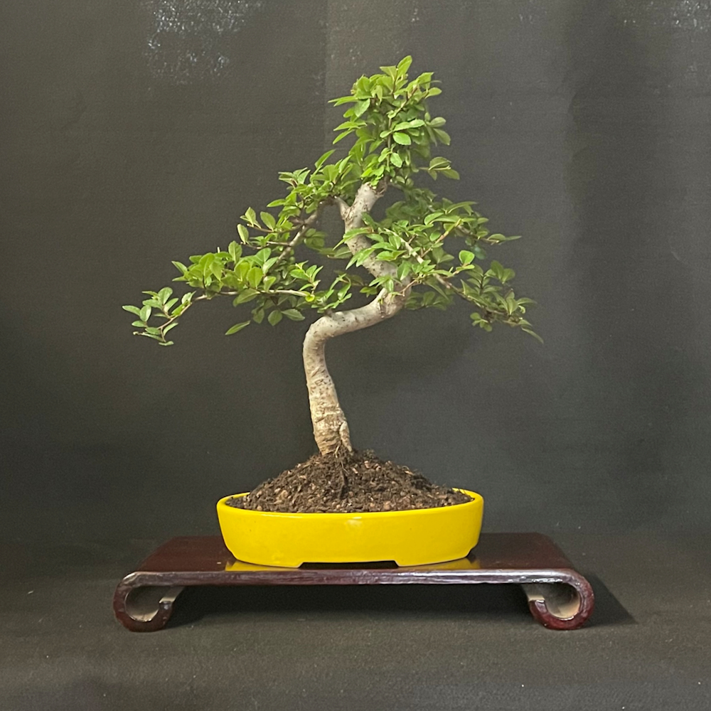 Chinese Elm Bonsai Tree - CE545 - British Bonsai