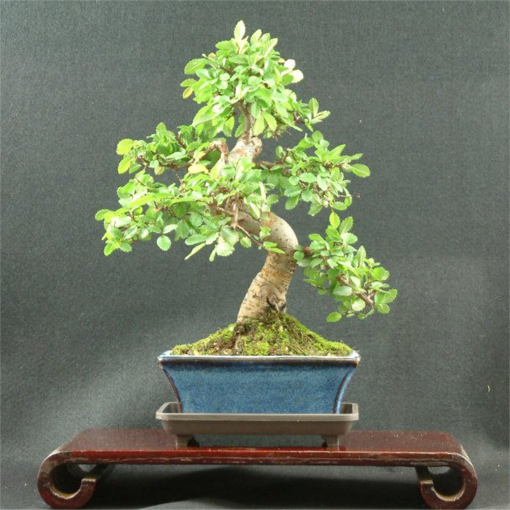 Chinese Elm Bonsai Tree - CE545 - British Bonsai