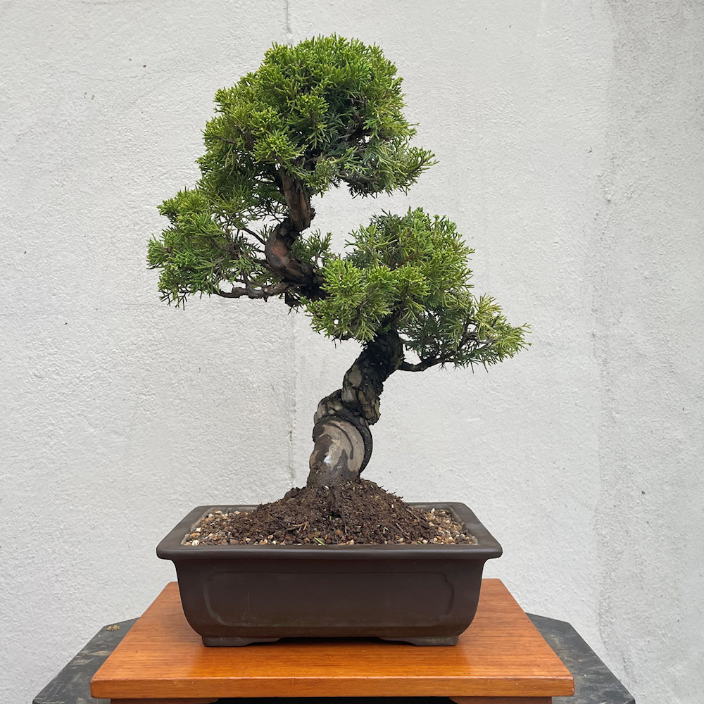 Chinese Juniper Bonsai Tree "itoigawa" - CJ488 - British Bonsai