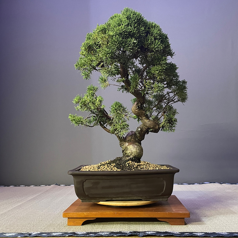 Chinese Juniper Bonsai Tree "itoigawa" - CJ504 - British Bonsai