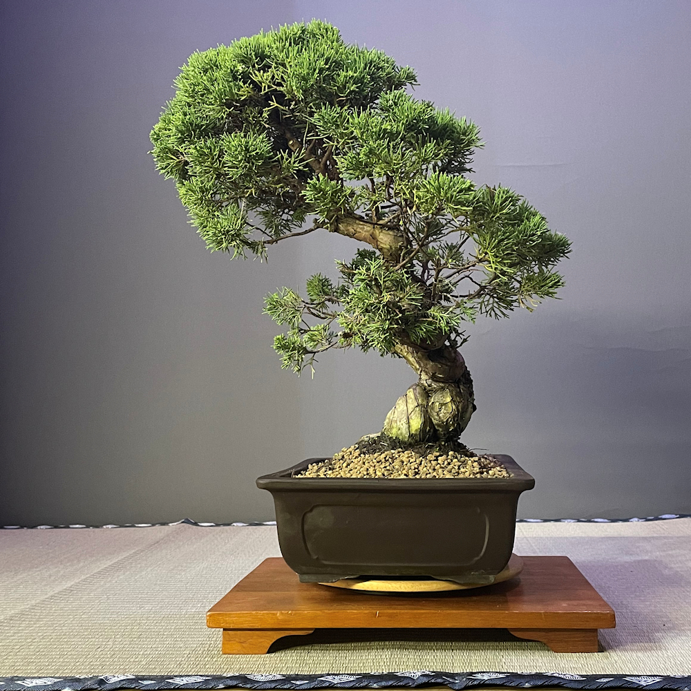 Chinese Juniper Bonsai Tree "itoigawa" - CJ506 - British Bonsai