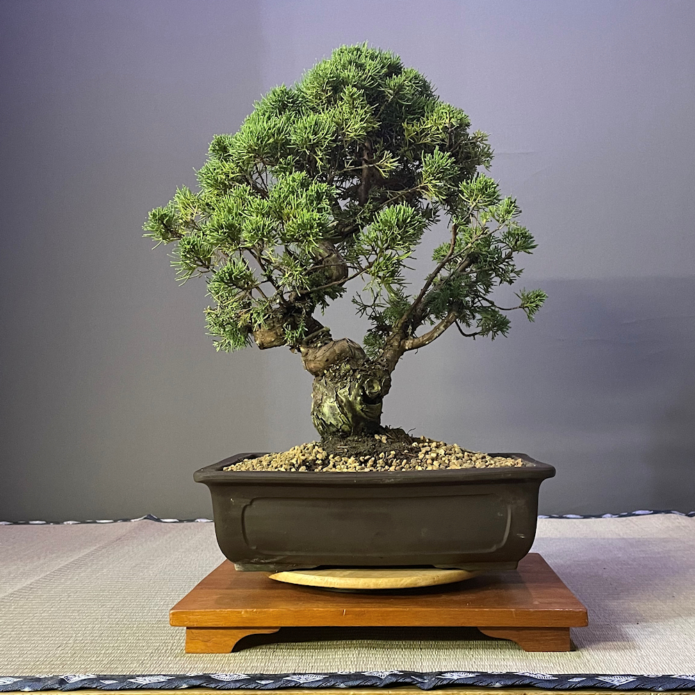 Chinese Juniper Bonsai Tree "itoigawa" - CJ504 - British Bonsai