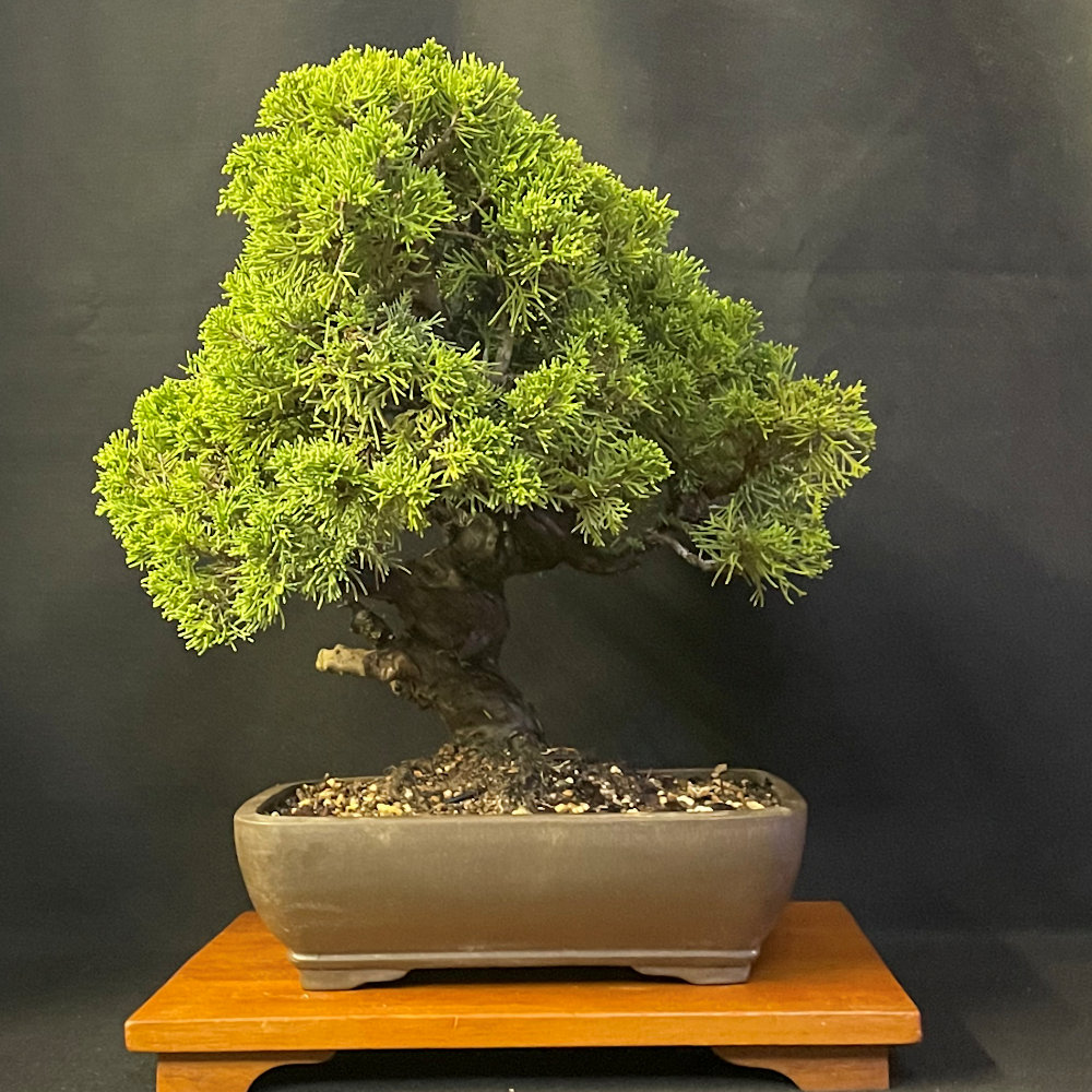 All Outdoor Bonsai Trees - British Bonsai