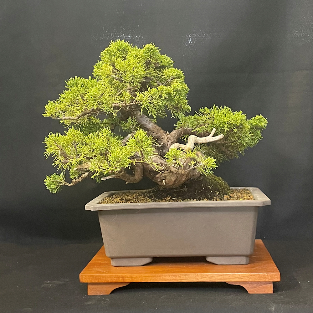 Chinese Juniper Bonsai Tree "itoigawa" - CJ487 - British Bonsai