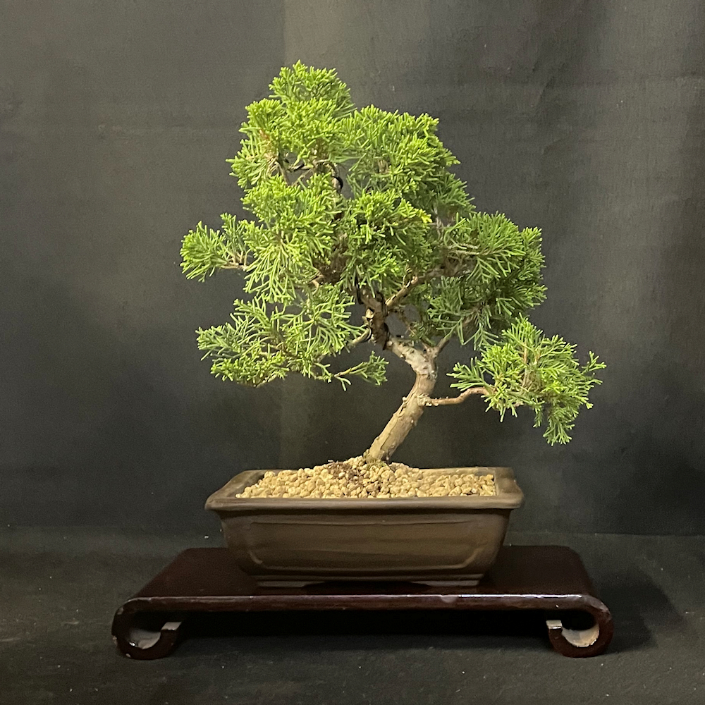 Chinese Juniper Bonsai Tree "itoigawa" - CJ491 - British Bonsai