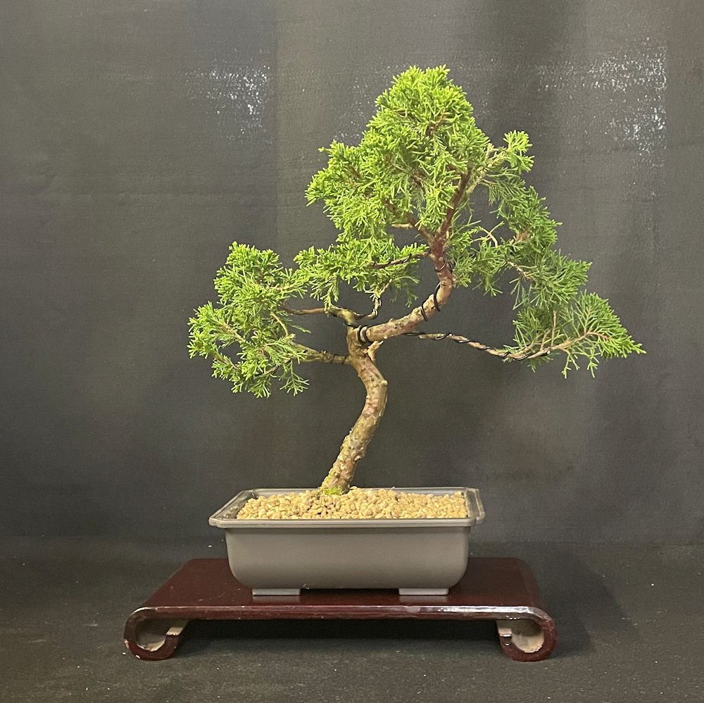 Chinese Juniper Bonsai Tree "itoigawa" - CJ470 - British Bonsai