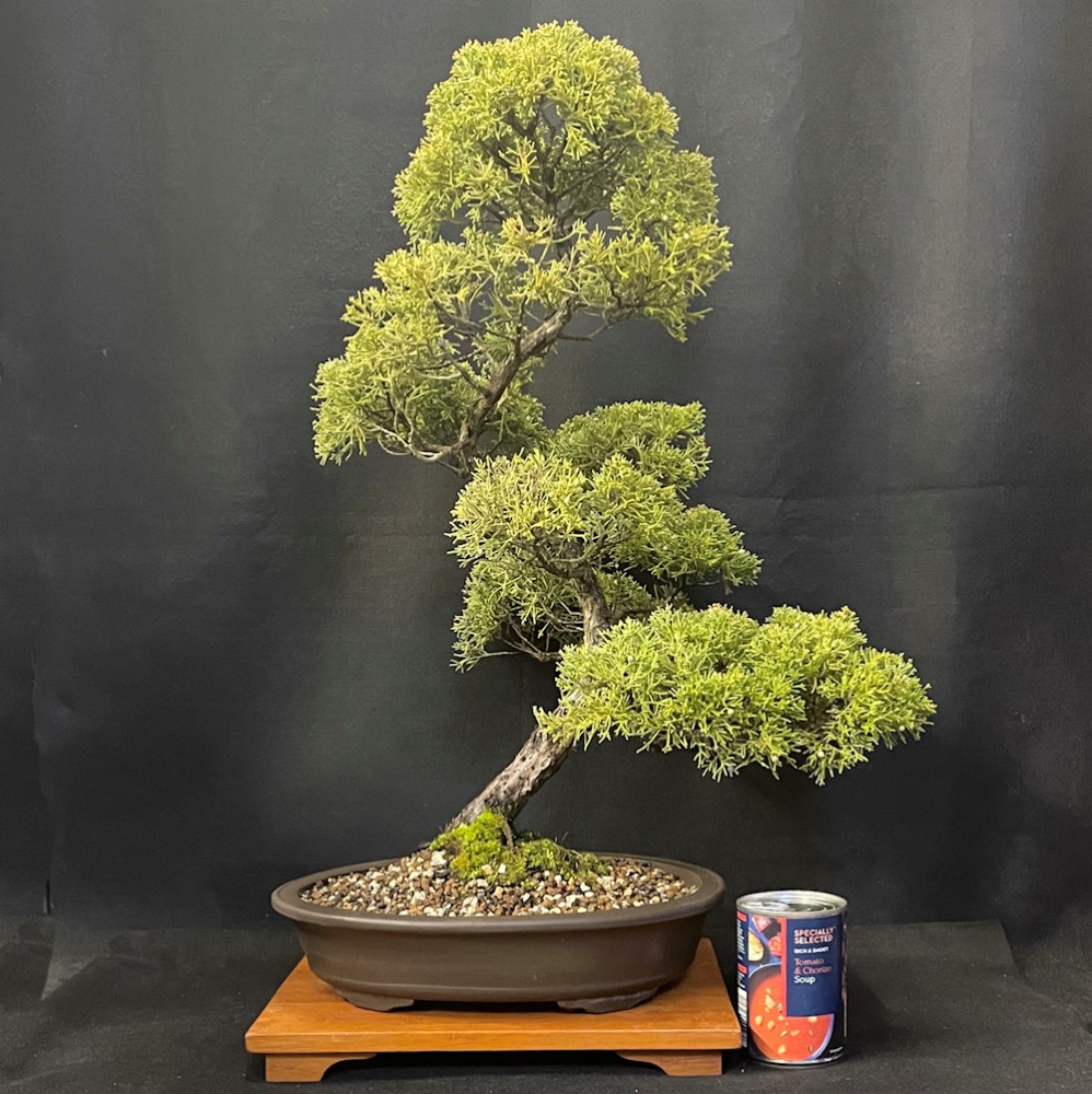 Chinese Juniper Bonsai Tree - CJ481 - British Bonsai