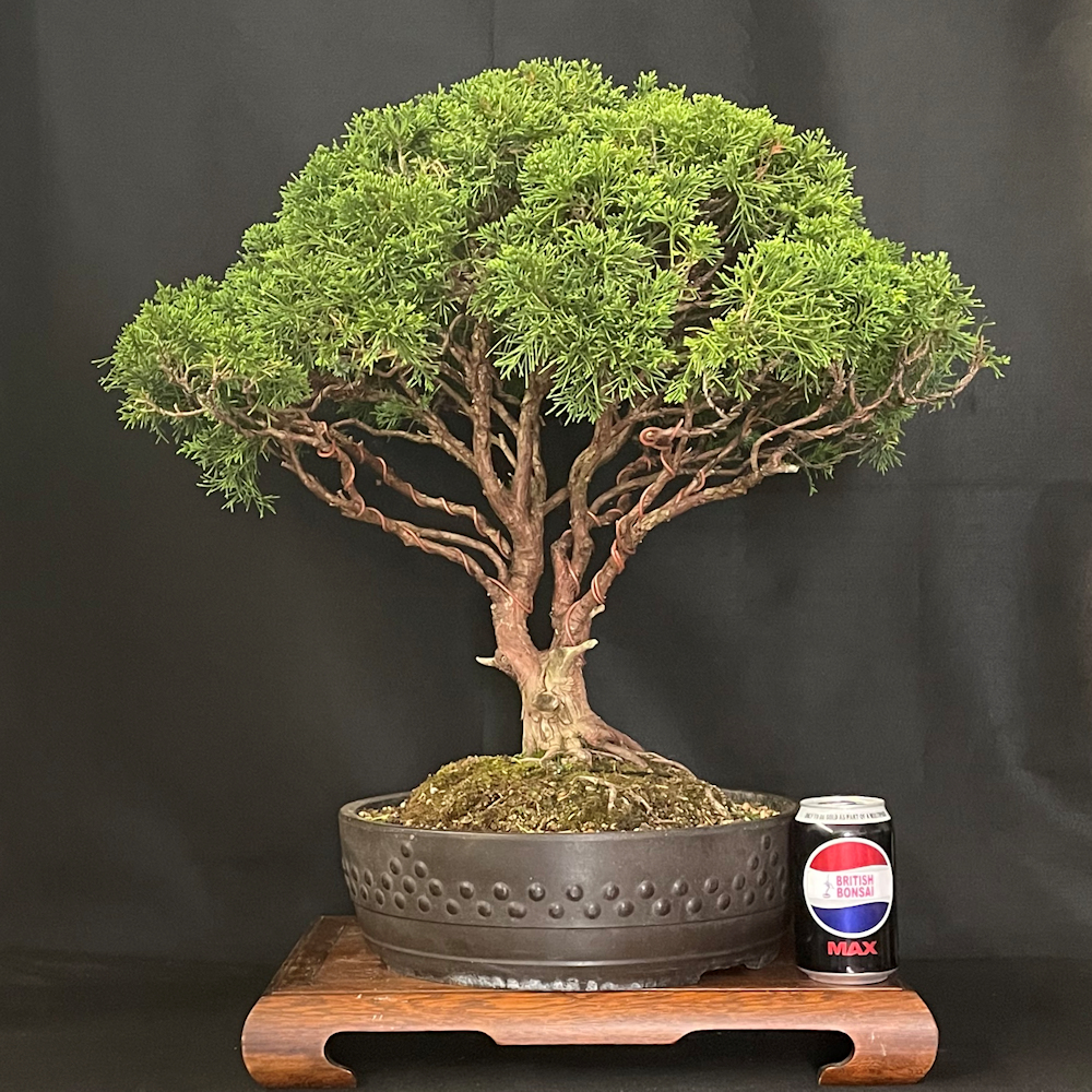 Chinese Juniper Bonsai Tree - CJ497 - British Bonsai