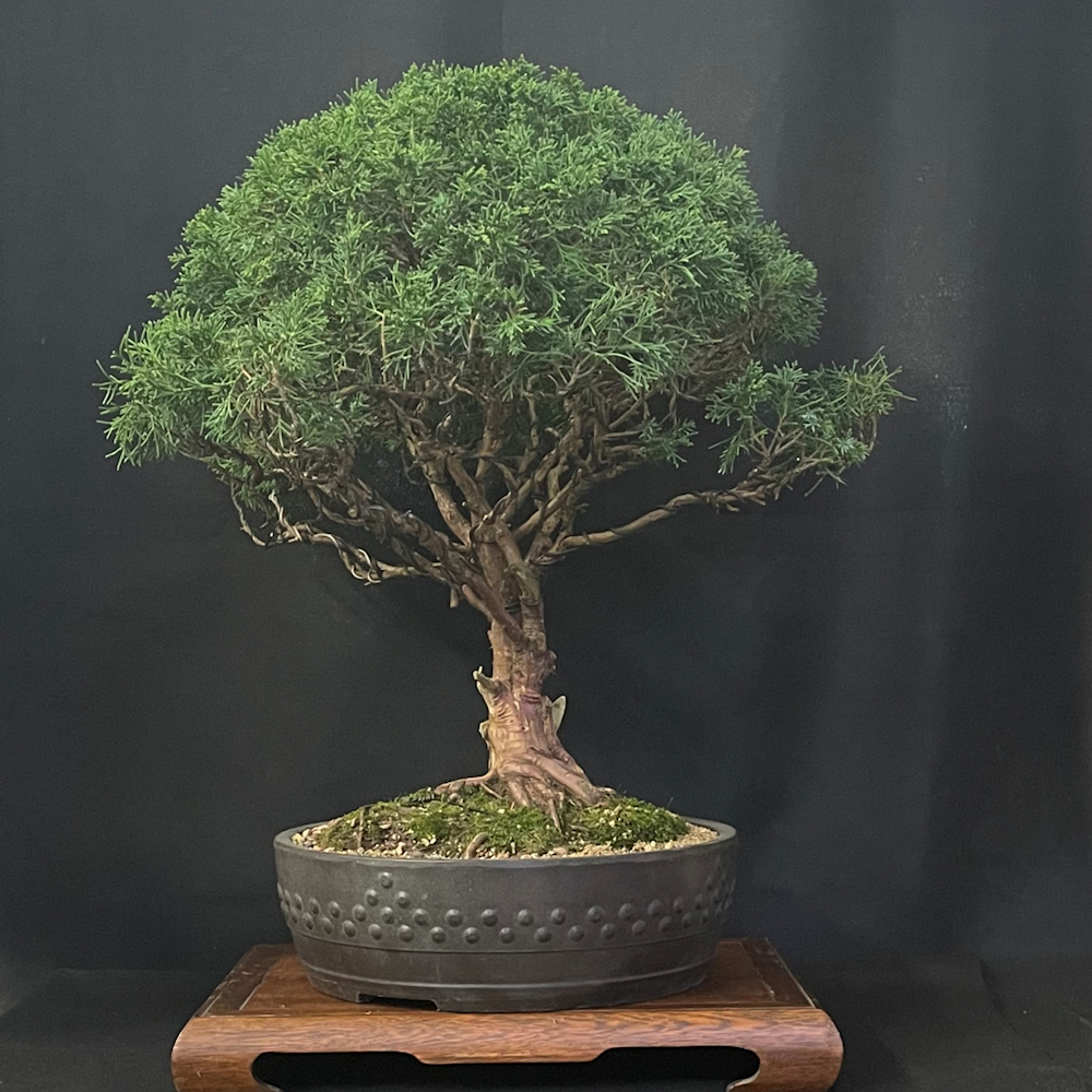 Chinese Juniper Bonsai Tree - CJ497 - British Bonsai