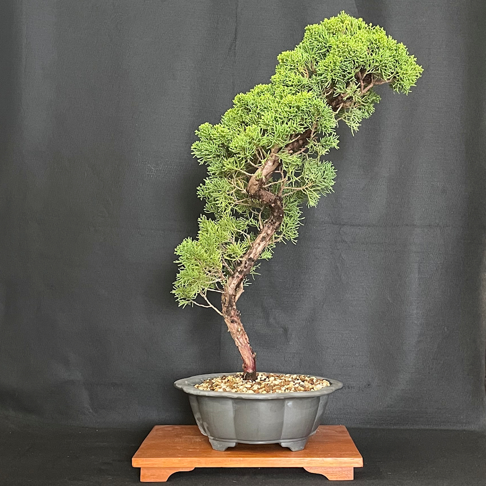 All Bonsai Trees - British Bonsai