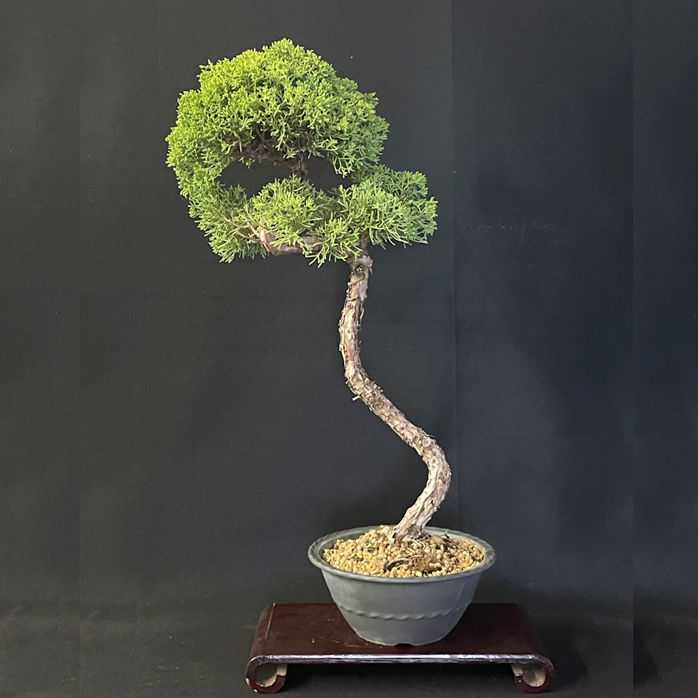 All Bonsai Trees - British Bonsai