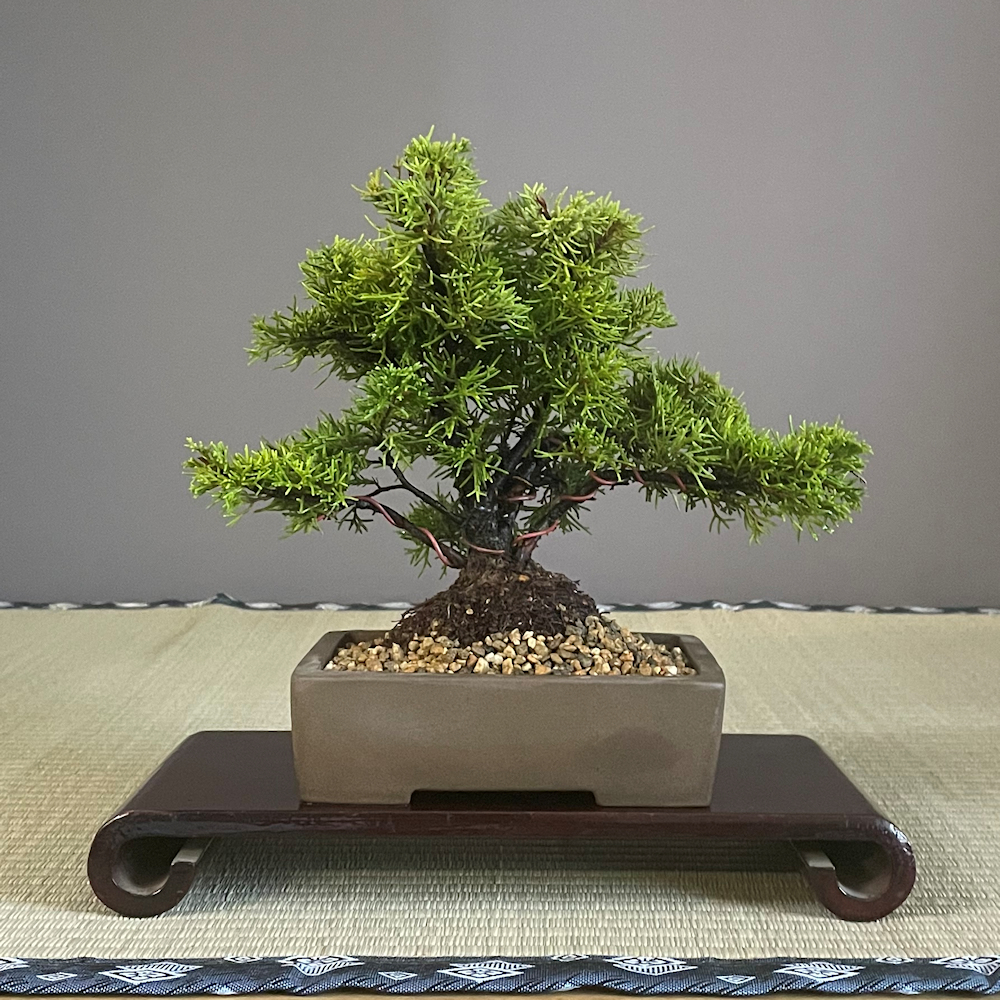All Bonsai Trees - British Bonsai