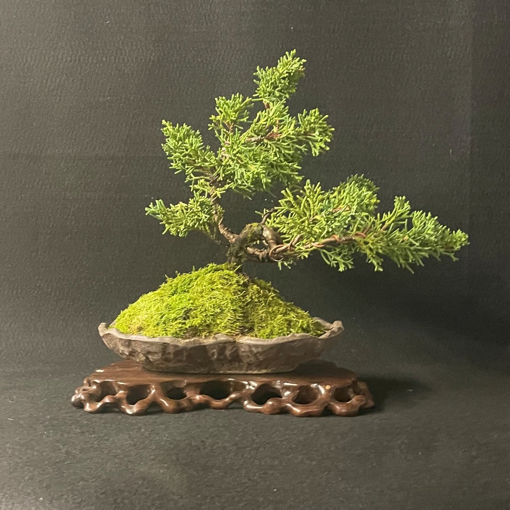 Chinese Juniper Bonsai Tree "Kyushu" - CJ505 - British Bonsai