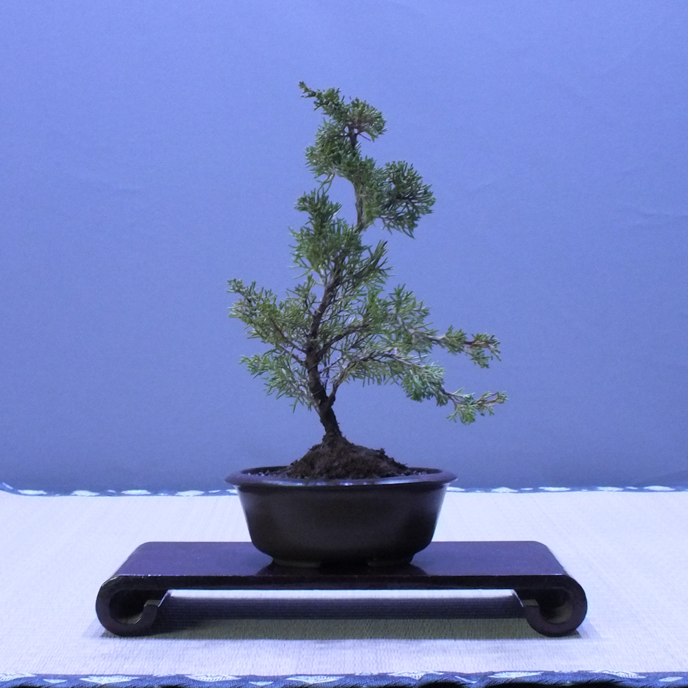 Evergreen Bonsai Trees - British Bonsai