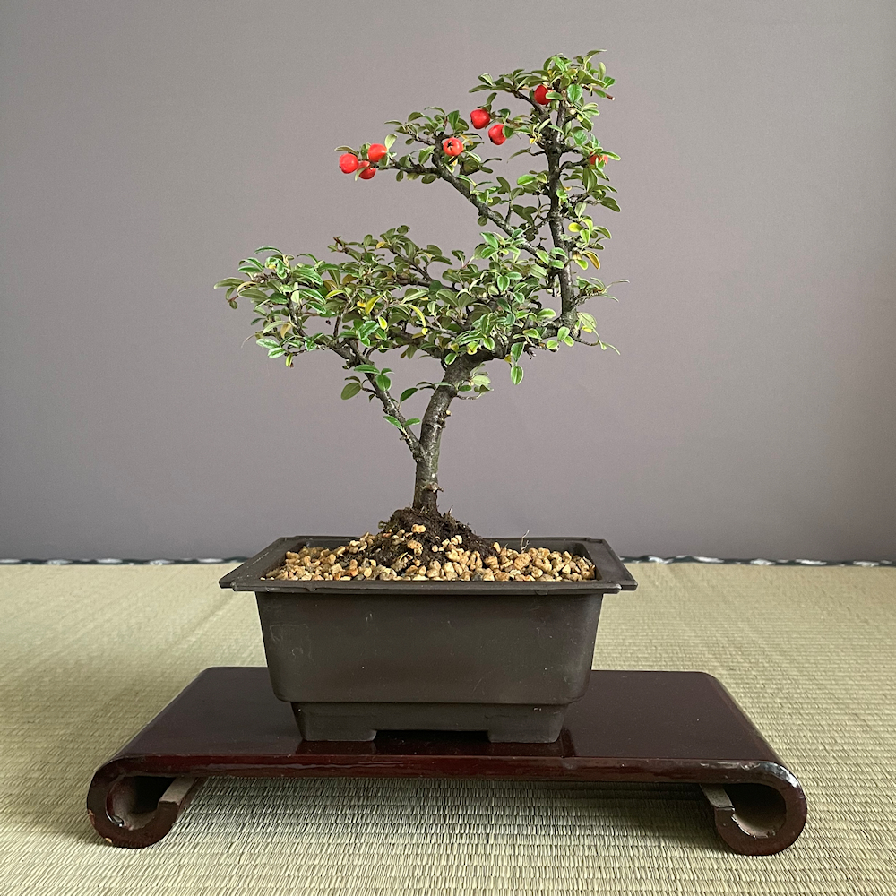 Cotoneaster Bonsai Tree - CO369 - British Bonsai