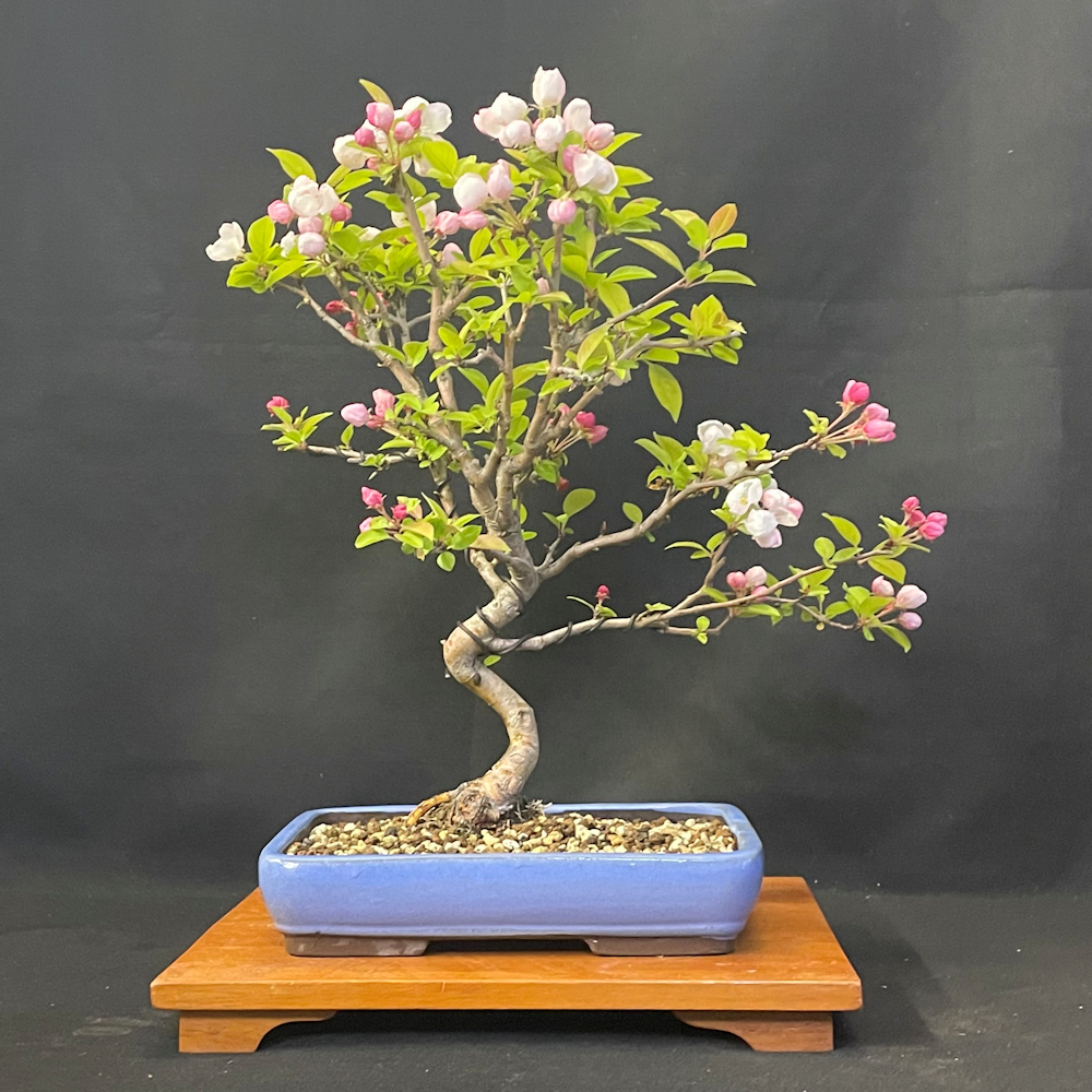 Purple Crab Apple Bonsai Tree - CRA620 - British Bonsai