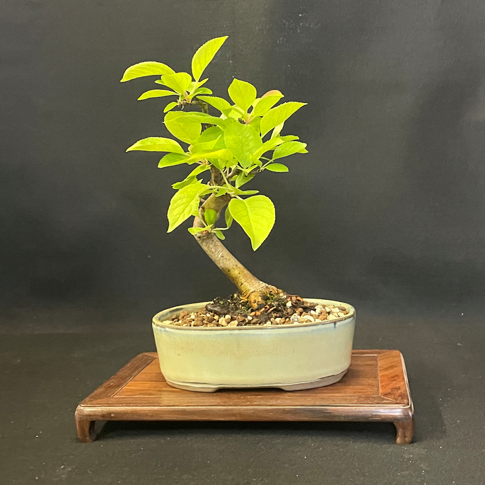 All Bonsai Trees - British Bonsai
