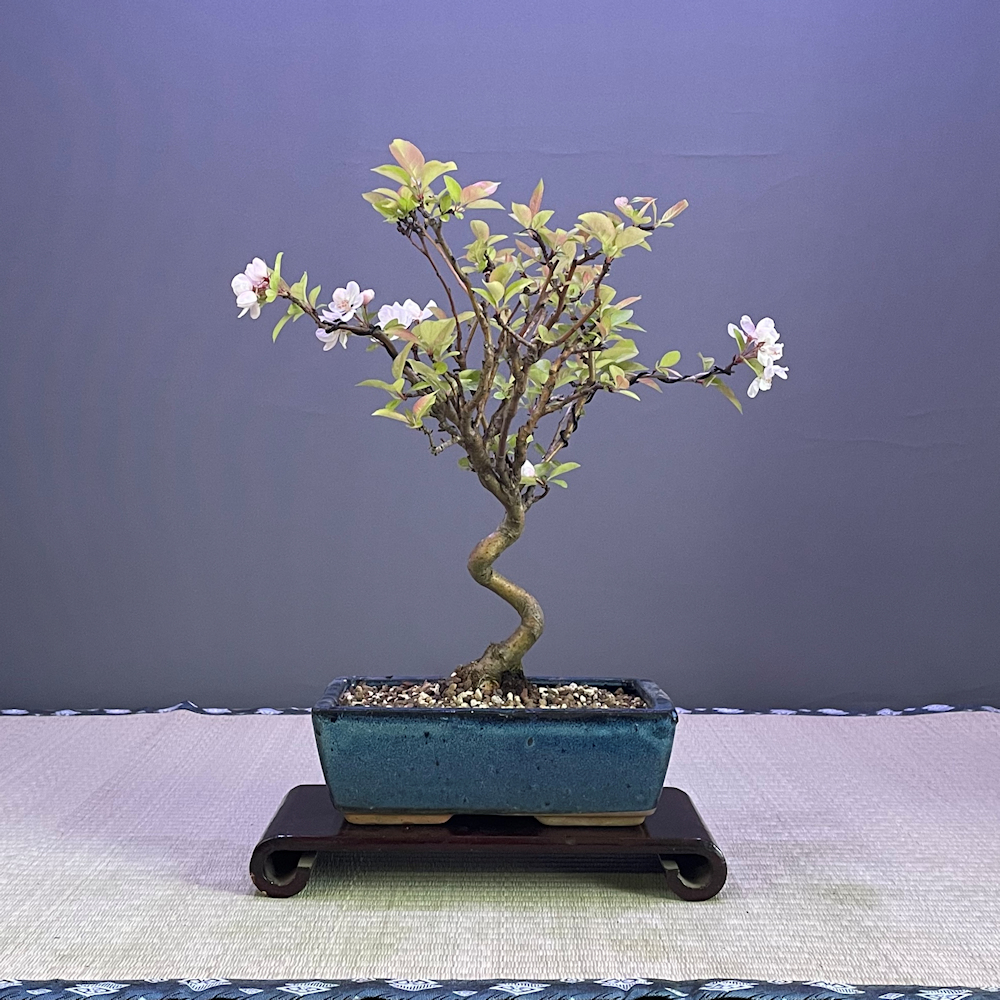 Purple Crab Apple Bonsai Tree - CRA619 - British Bonsai