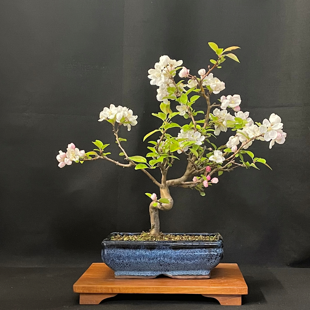 Purple Crab Apple Bonsai Tree - CRA619 - British Bonsai
