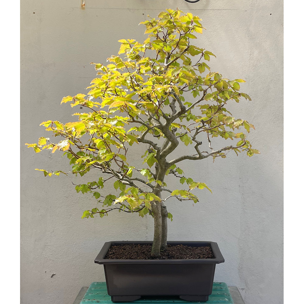 Clumps, Groups & Forests - British Bonsai