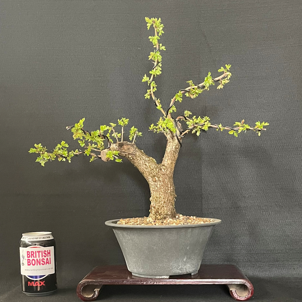 All Bonsai Trees - British Bonsai