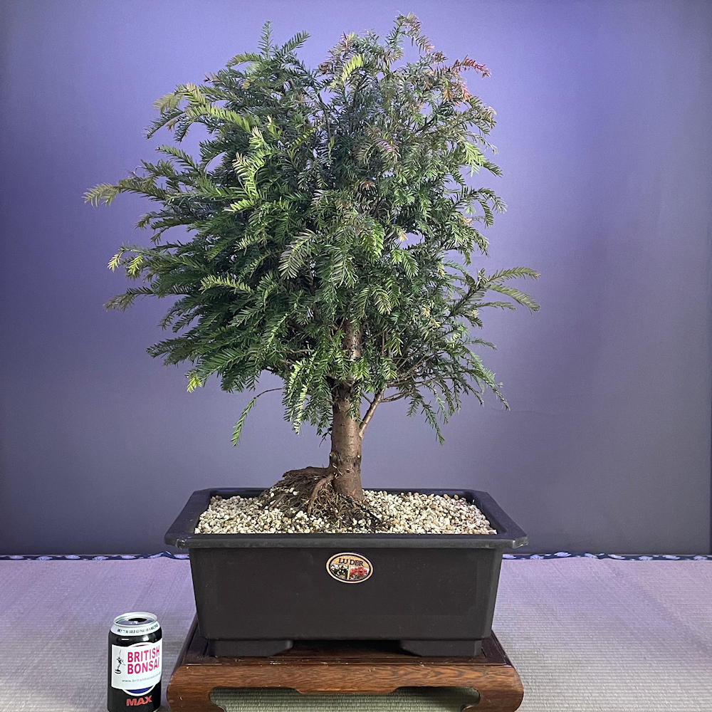All Bonsai Trees - British Bonsai