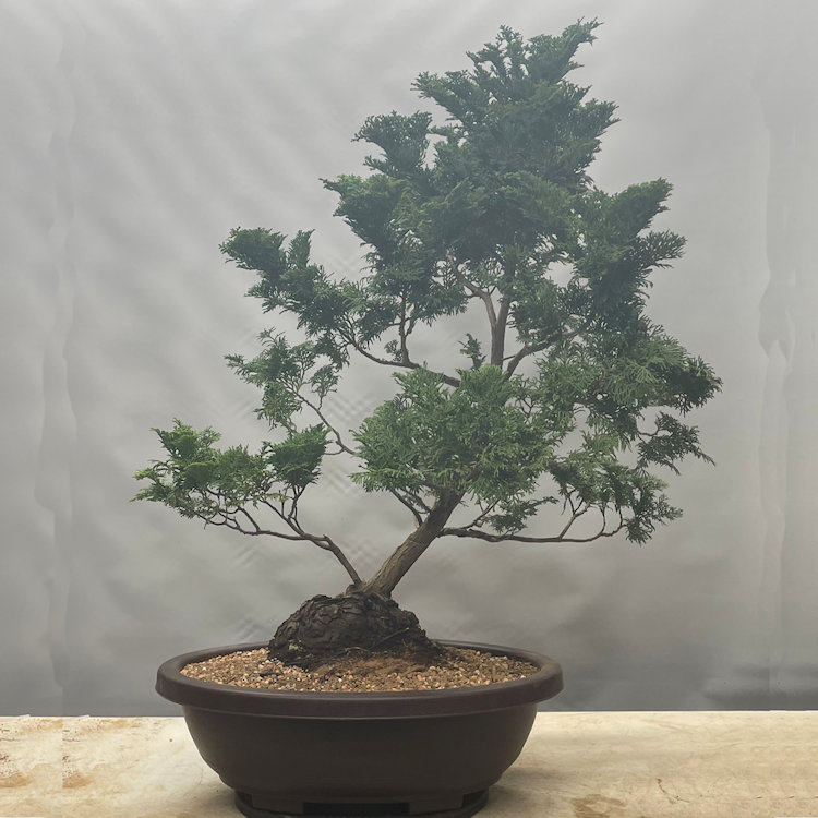 Yamadori Semi Trained Quercus Ilex Bonsai Tree - QI118 - British Bonsai