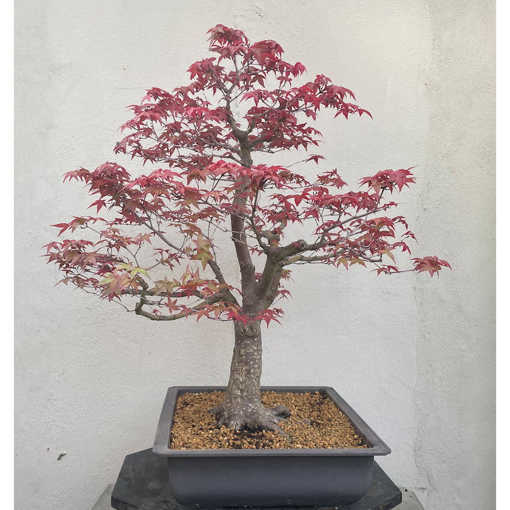 Specimen & Unusual Bonsai Trees - British Bonsai