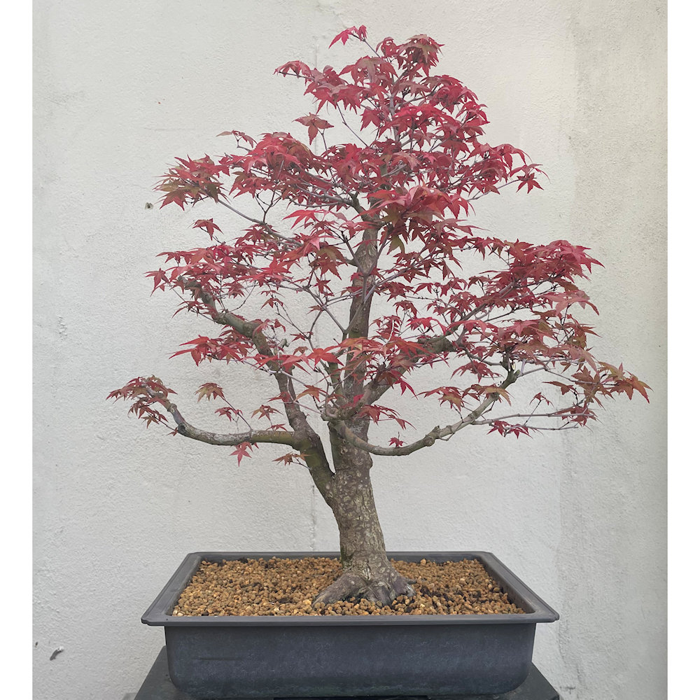 Specimen & Unusual Bonsai Trees - British Bonsai