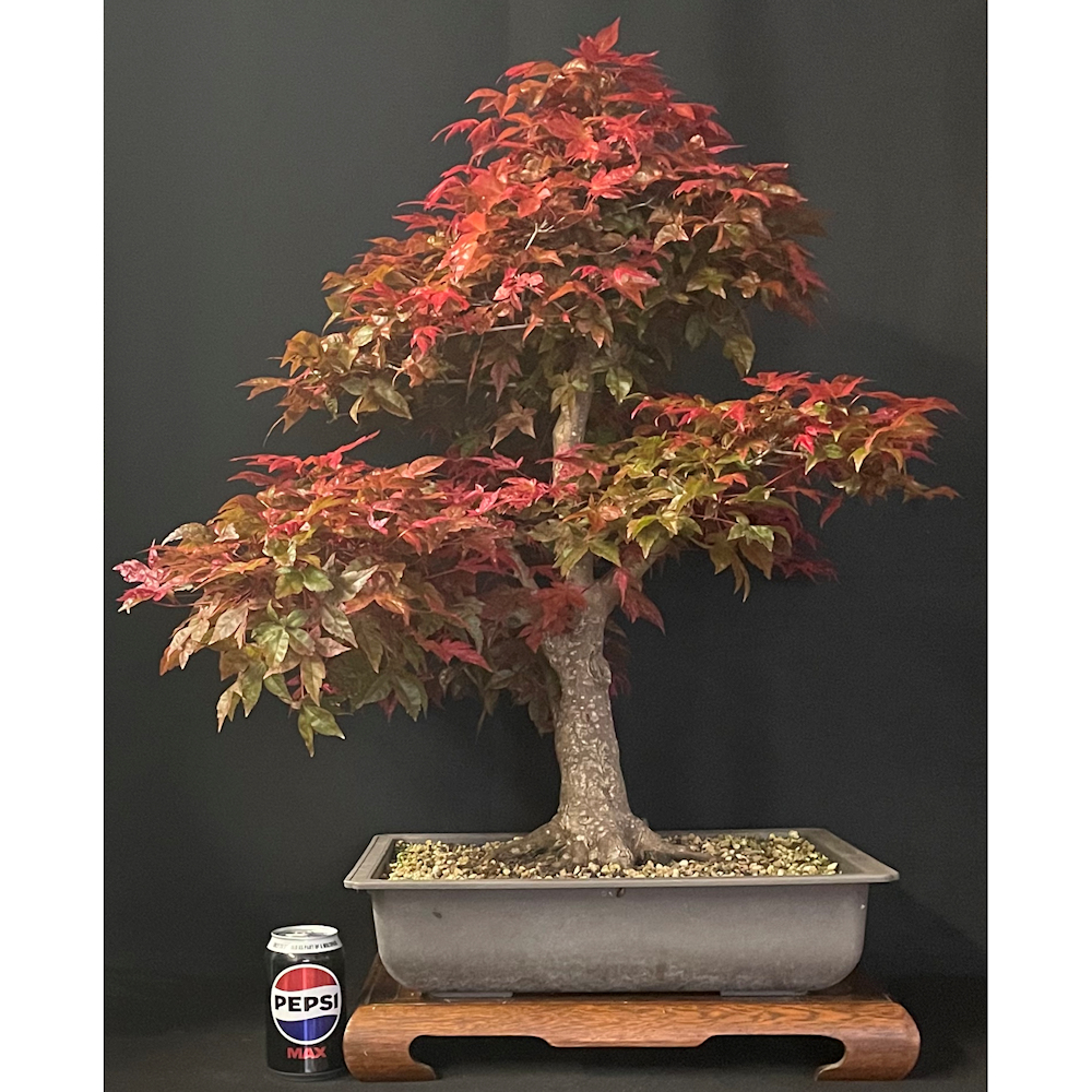 Japanese Maple Bonsai Tree - Deshojo - JM673 - British Bonsai
