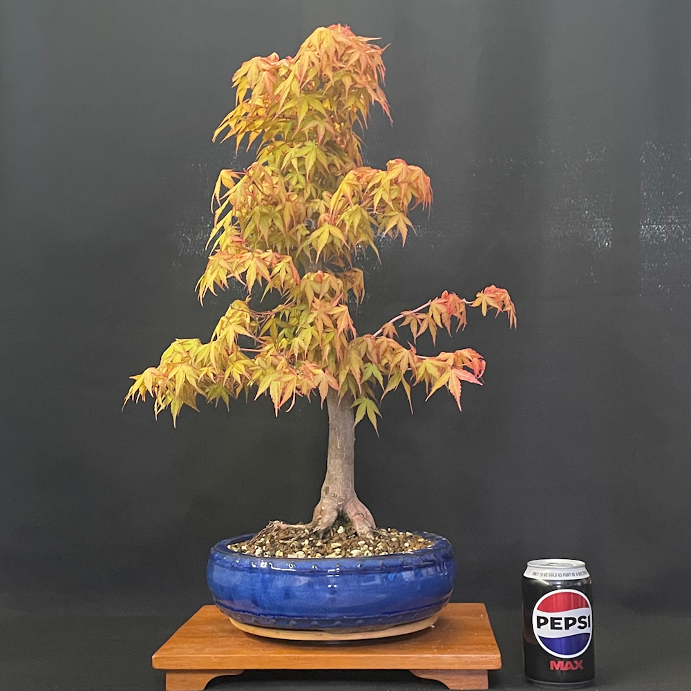 Japanese Maple Bonsai Tree - Katsura - JM706 - British Bonsai