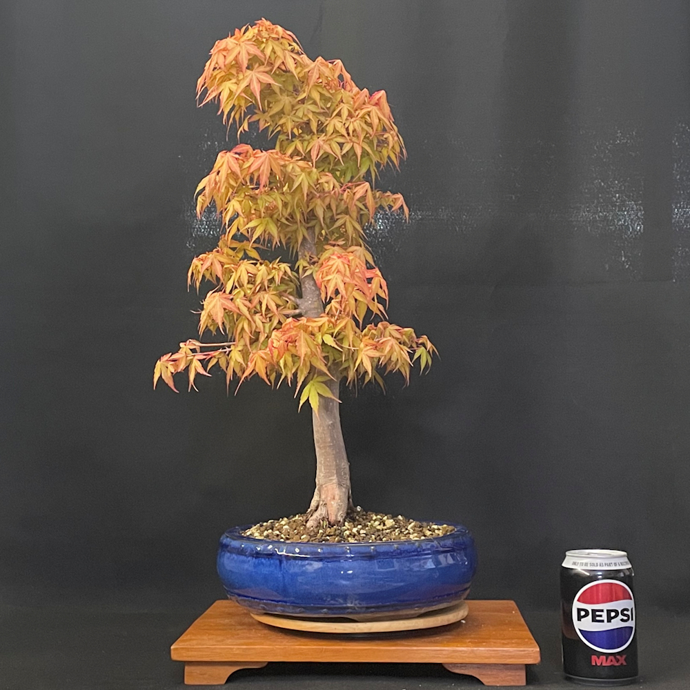 Japanese Maple Bonsai Tree - Katsura - JM706 - British Bonsai