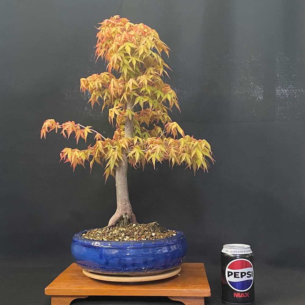 Japanese Maple Bonsai Tree - Katsura - JM693 - British Bonsai