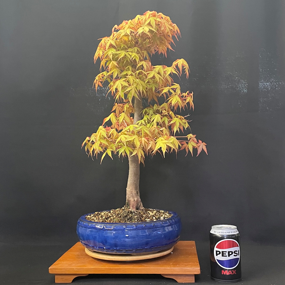 Japanese Maple Bonsai Tree - Katsura - JM693 - British Bonsai
