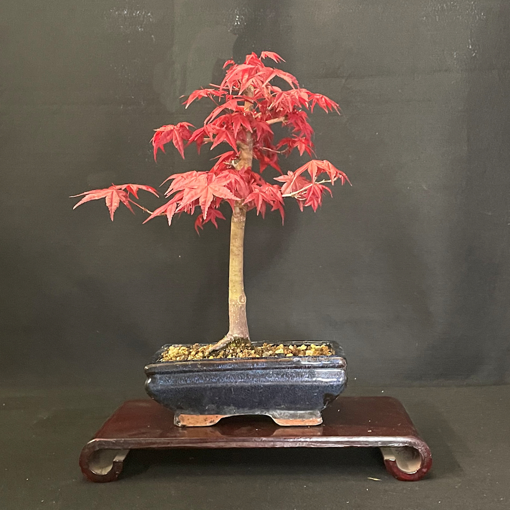 Japanese Maple Bonsai Tree - Deshojo - JM715 - British Bonsai