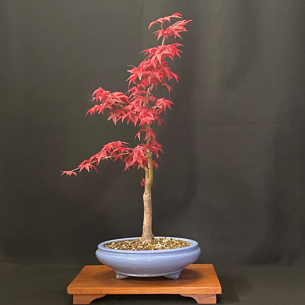 Japanese Maple Bonsai Tree - Deshojo - JM713 - British Bonsai