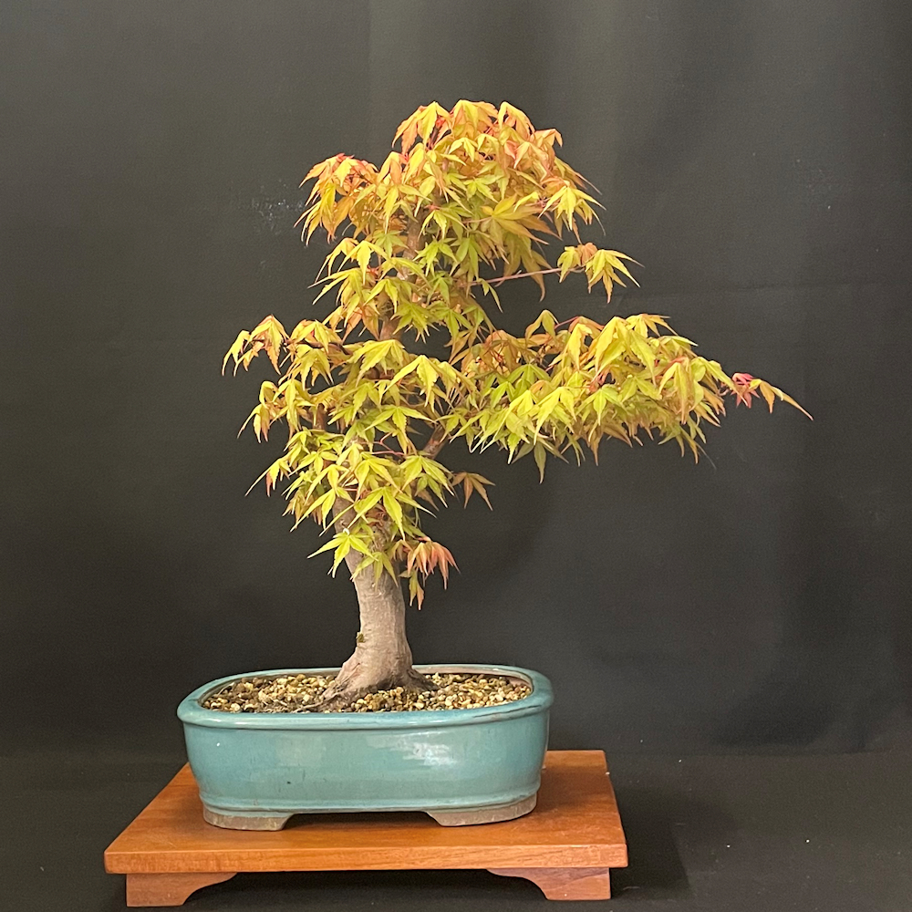 Japanese Maple Bonsai Tree - Yama momiji - JM671 - British Bonsai