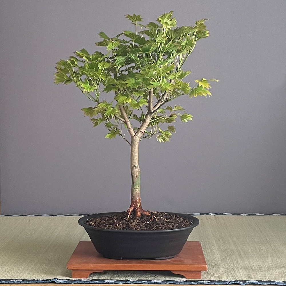 All Bonsai Trees - British Bonsai