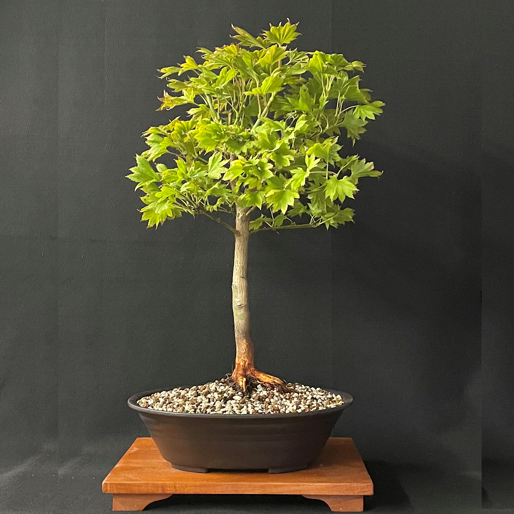 All Bonsai Trees - British Bonsai