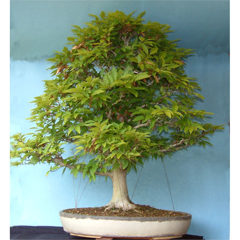 Japanese White Pine Bonsai Tree - JWP389 - British Bonsai