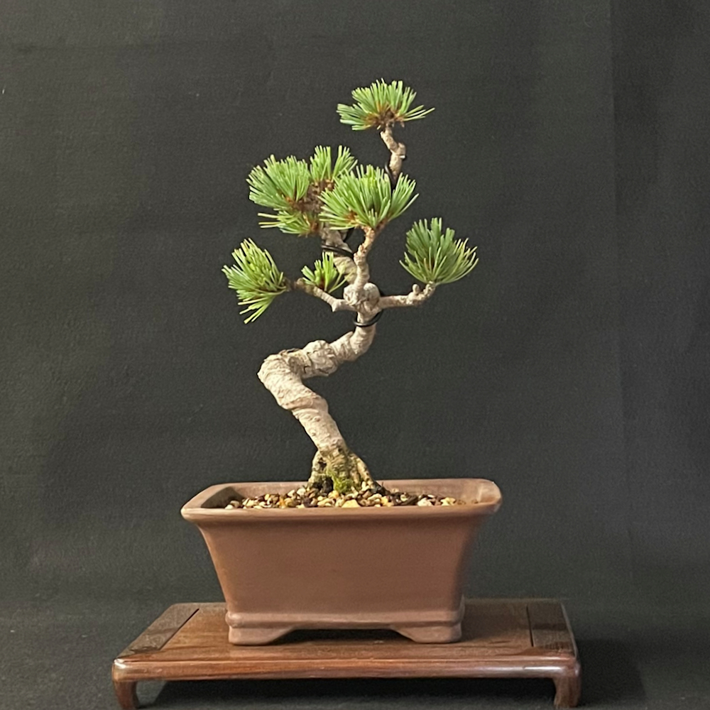 All Bonsai Trees - British Bonsai