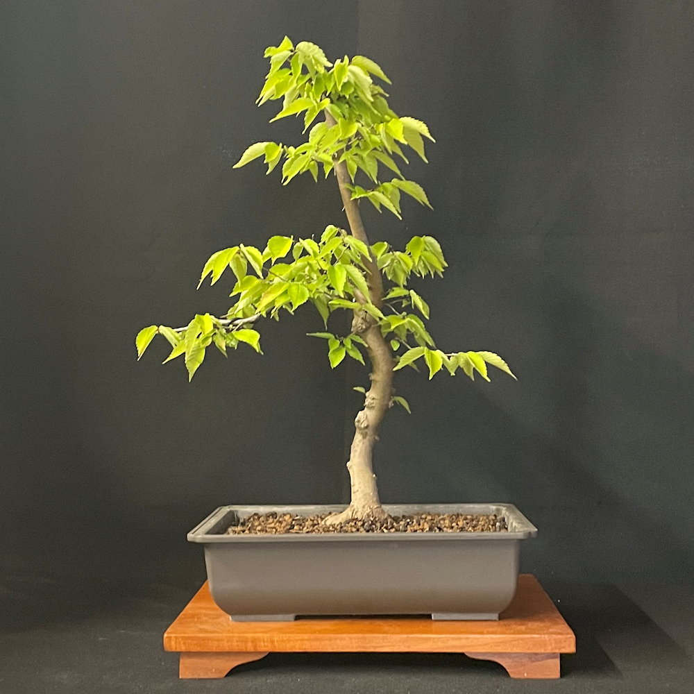 All Bonsai Trees - British Bonsai