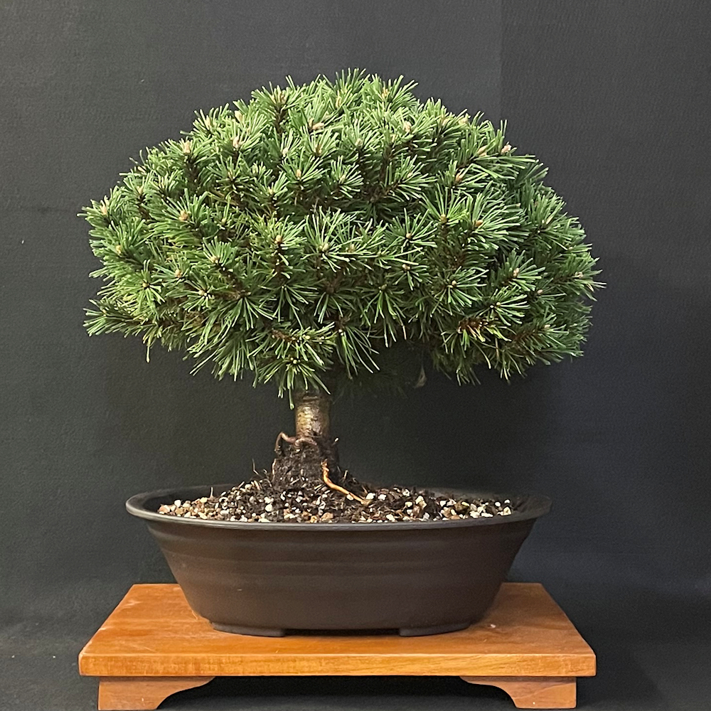 All Bonsai Trees - British Bonsai