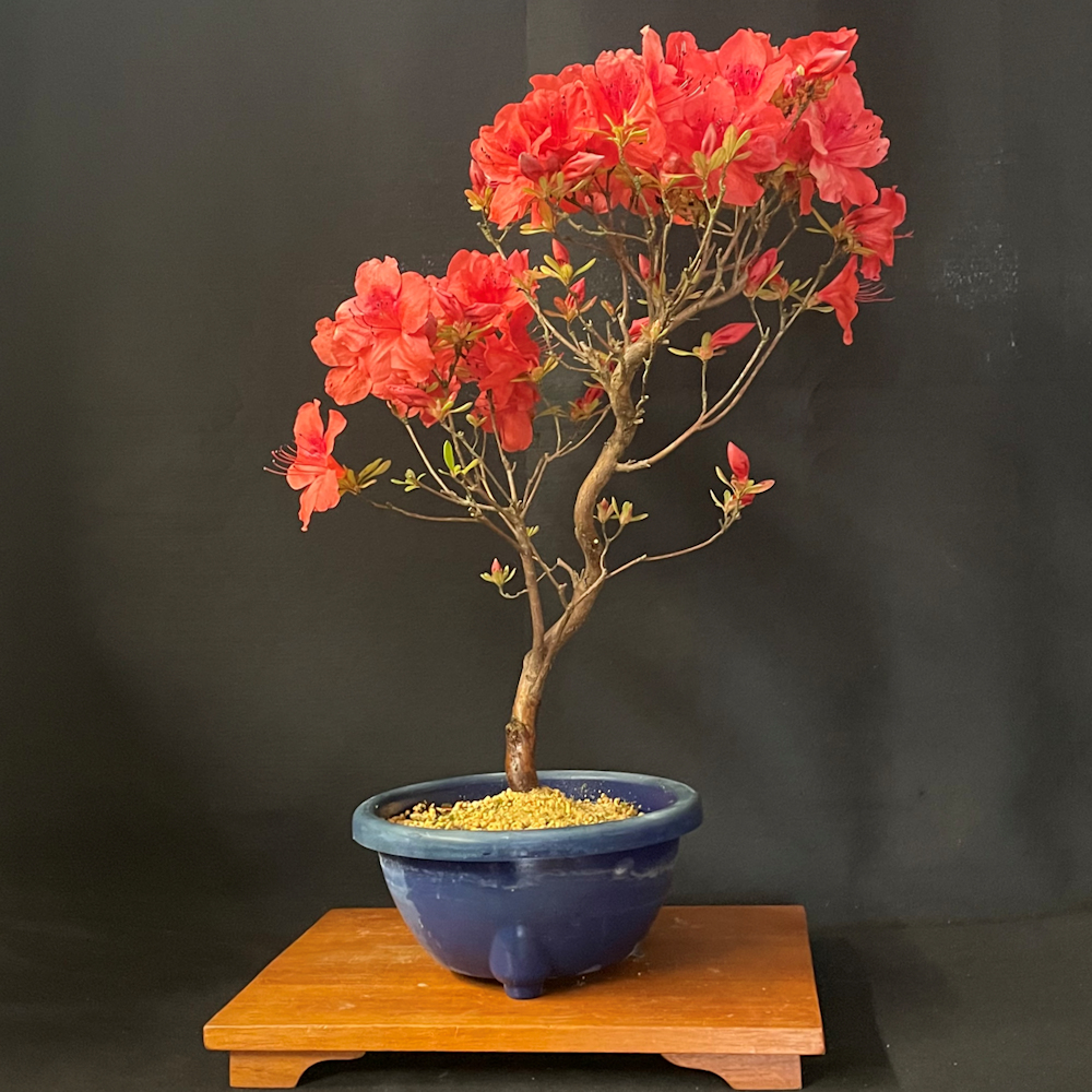 Satsuki Azalea Bonsai Tree "Benibeni" - RI307 - British Bonsai